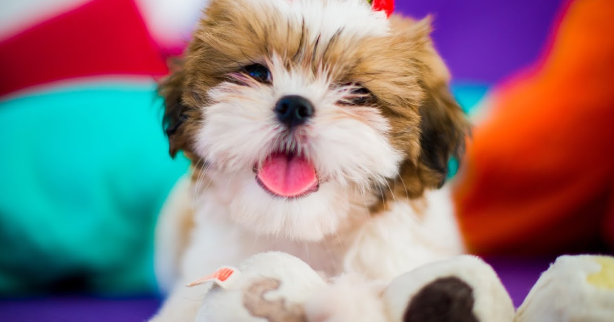 Vermes, seu sintomas e qual o tratamento