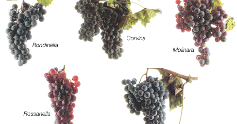 Full of Nutrients Minerals Sour and Sweet Green Black Grapes ...