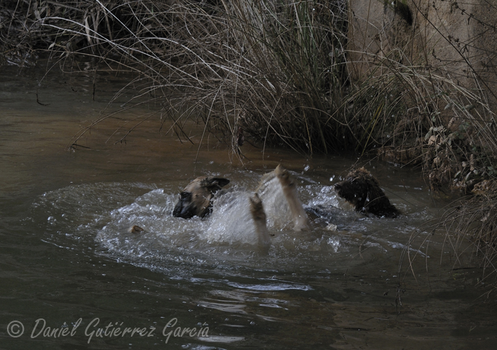 Naturaleza y fotografía: Los perros del río