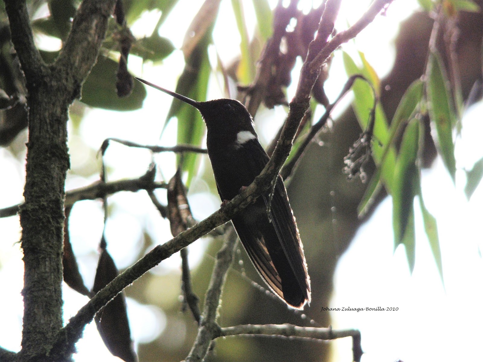 Asociación Ornitológica de Boyacá-Ixobrychus: Investigación y ...