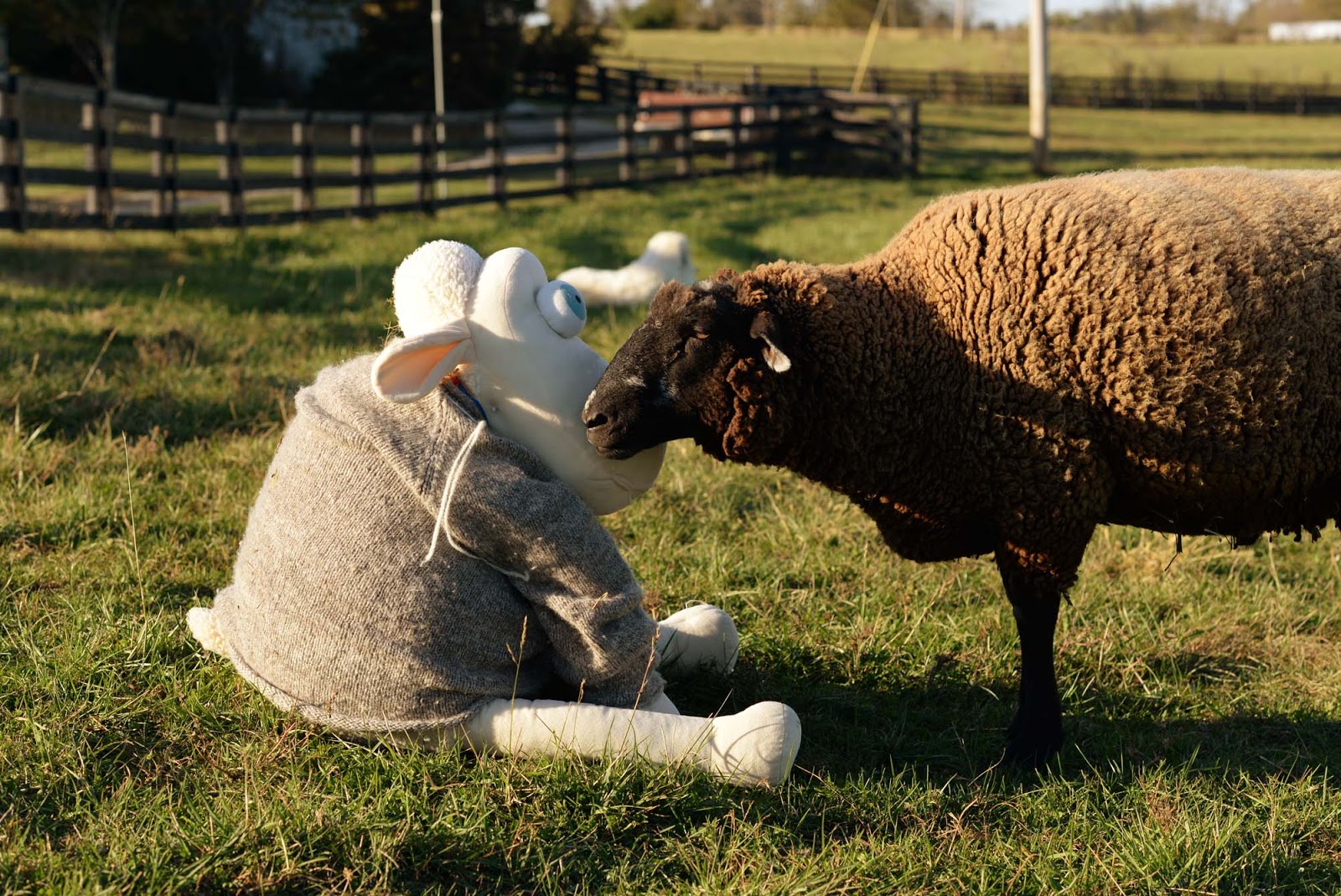 Punkin's Patch: It's Almost Time To Come Out And Hug Some Sheep