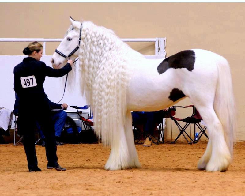 Dia * Designs *: Amazing Horse Photo