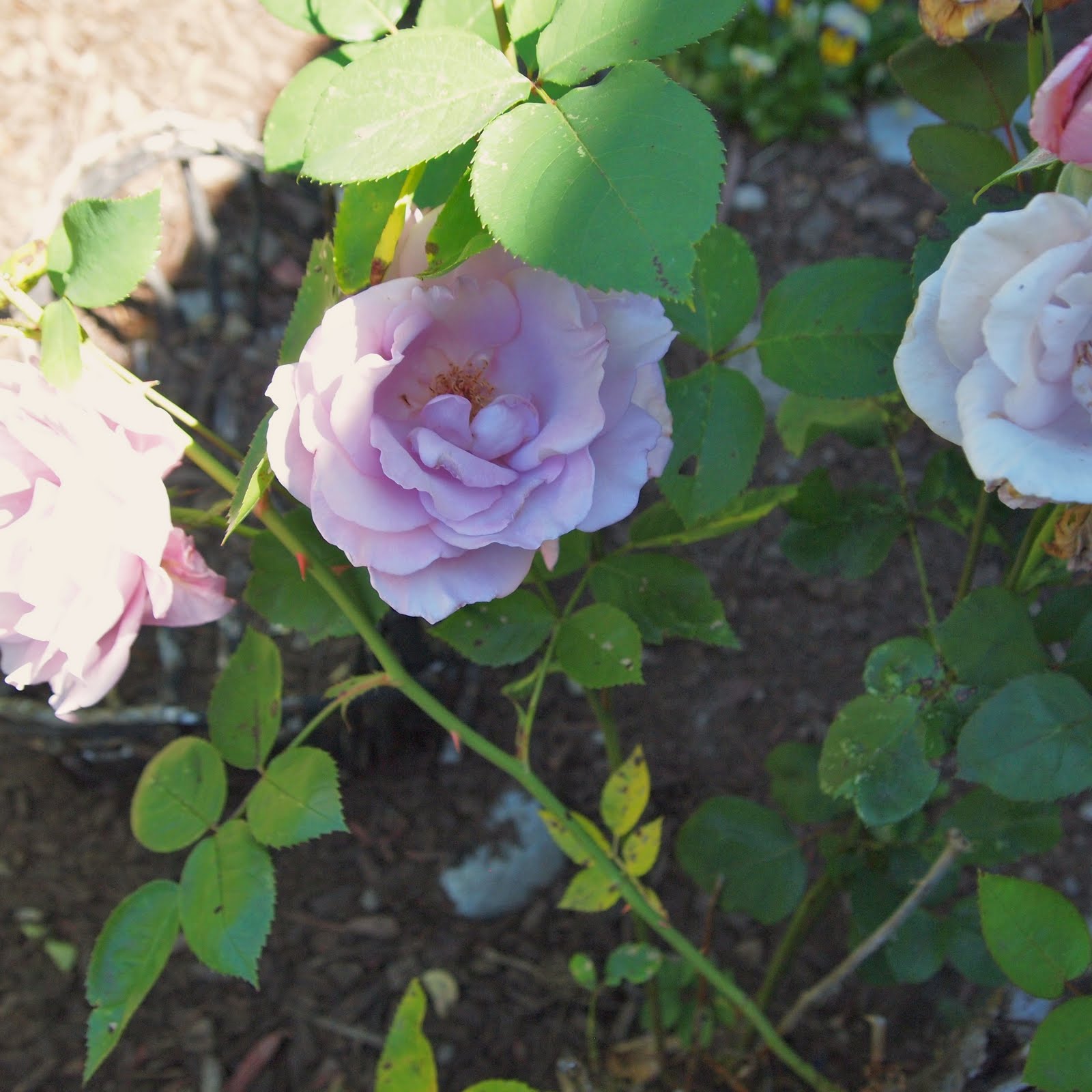 The Alchemist: July 2011