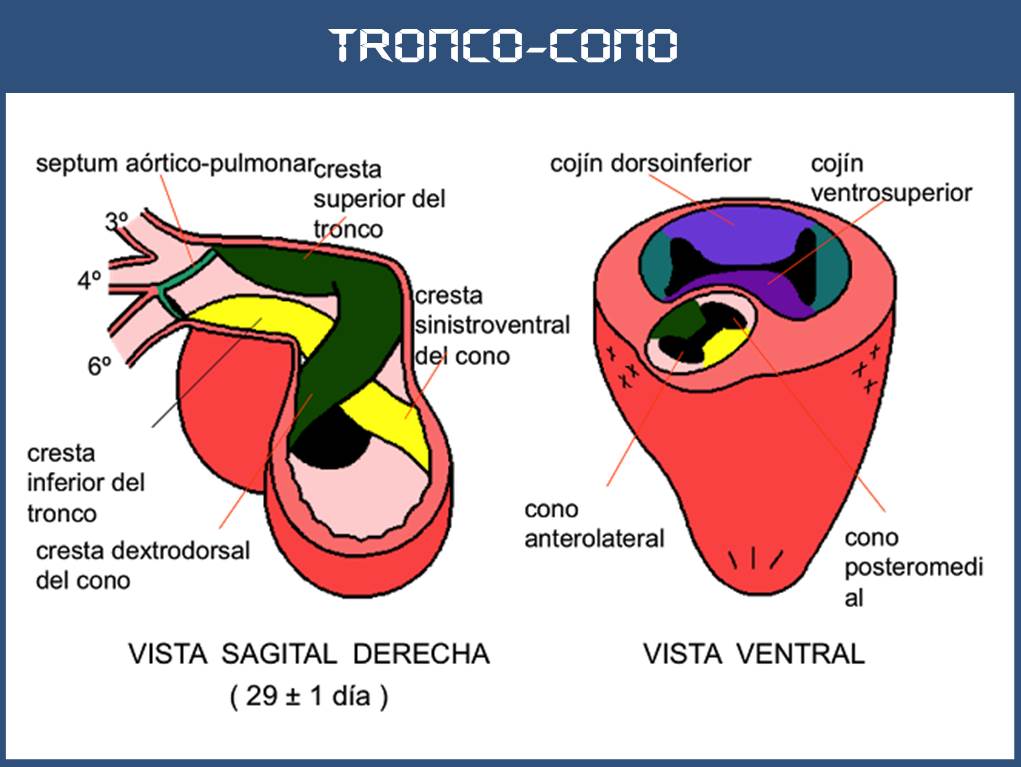 SOS EMBRIOLOGIA HUMANA: Tronco-cono