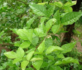 INDIAN HERBS & THE KITCHEN REMEDIES: Vilvam Fruits and Leaves