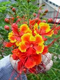 Gambar Sketsa Bunga Kembang Merak Yang Terbaik