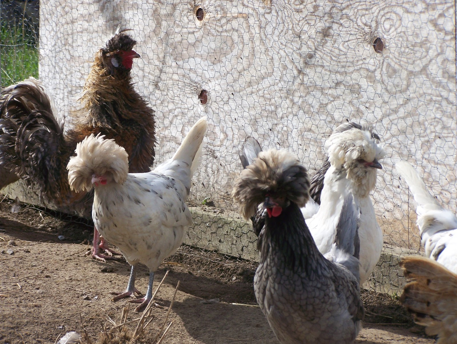 Sherry's Crazy Menagerie: Frizzled Polish Flock