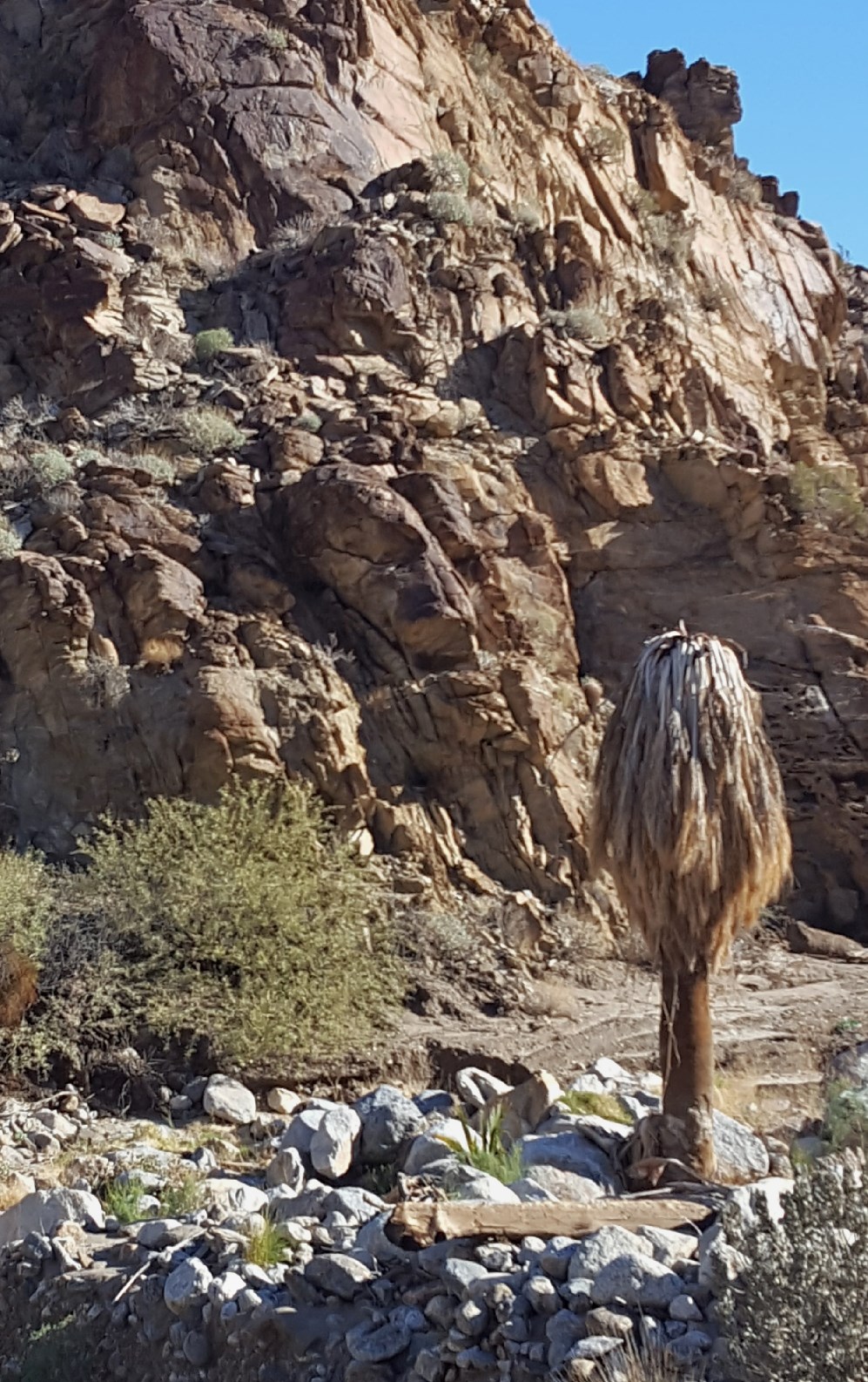 Desert Roadkill: Headless Palm, 12-28-2018