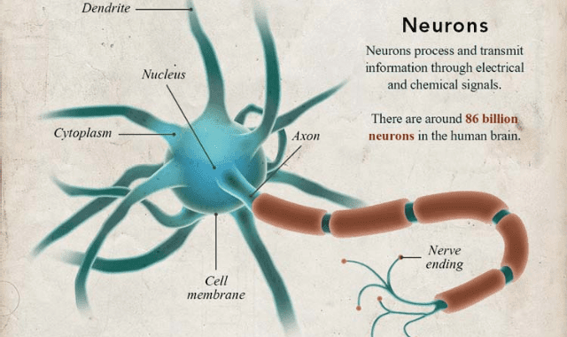 Rewiring The Brain #Infographic - Visualistan
