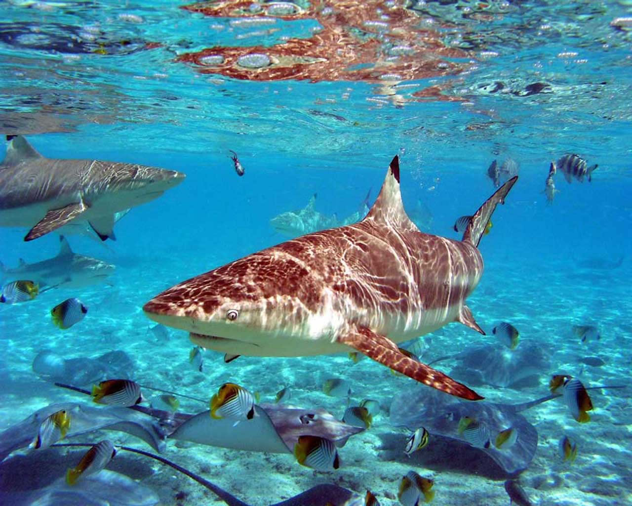Animaux: Requin
