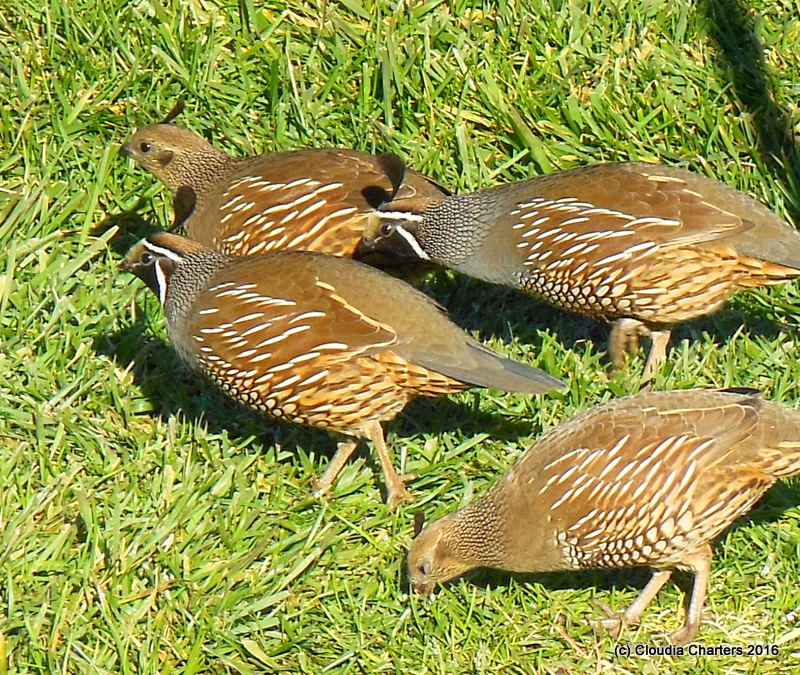 Comfort Spiral: California Quail
