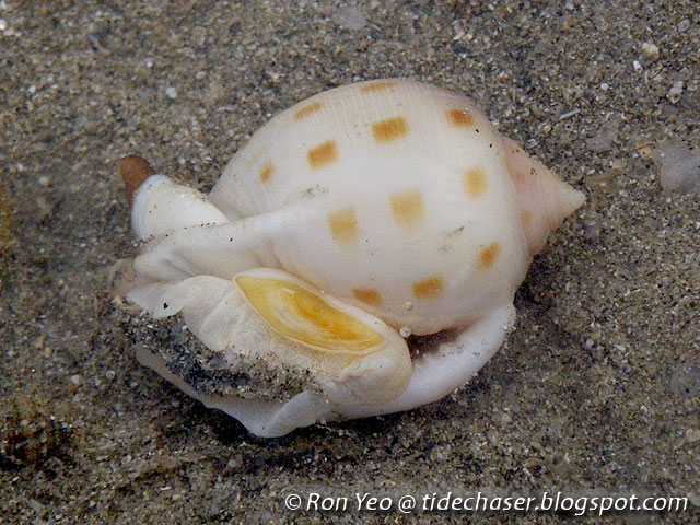 tHE tiDE cHAsER: Helmet Shell & Bonnet Snails (Phylum Mollusca: Family ...
