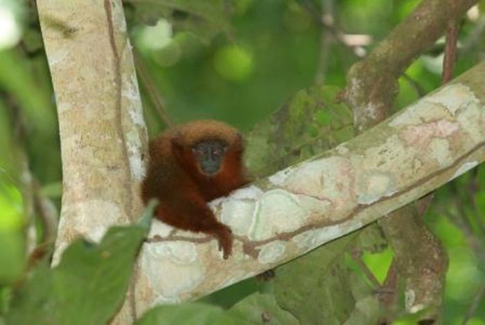 Species New to Science: [Mammalogy • 2006] Callicebus aureipalatii ...