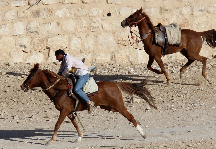 Jean Bradbury: Animals in Jordan