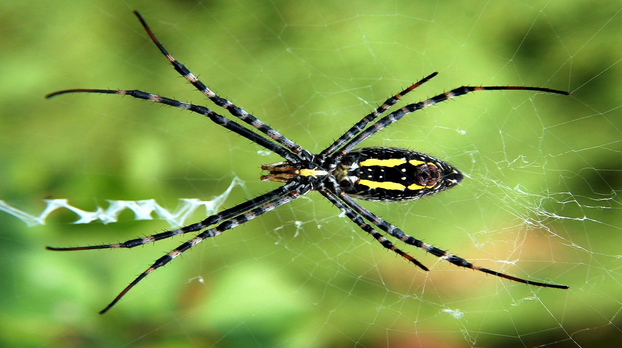 Nahual K'at (Ky'ech) maya de Guatemala ~ Cuentos, Chistes, Adivinanzas ...