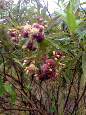ANPP Animales y Plantas de Perú: Chilca - Baccharis Latifolia