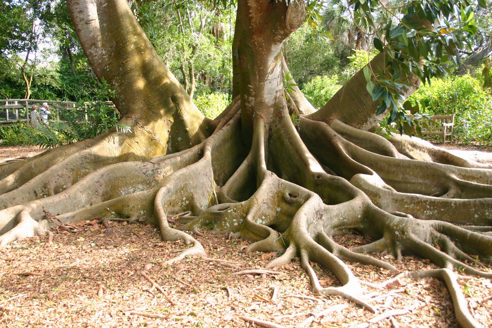 The Stream's Edge: Unhealthy Roots or Rooted and Grounded in Love