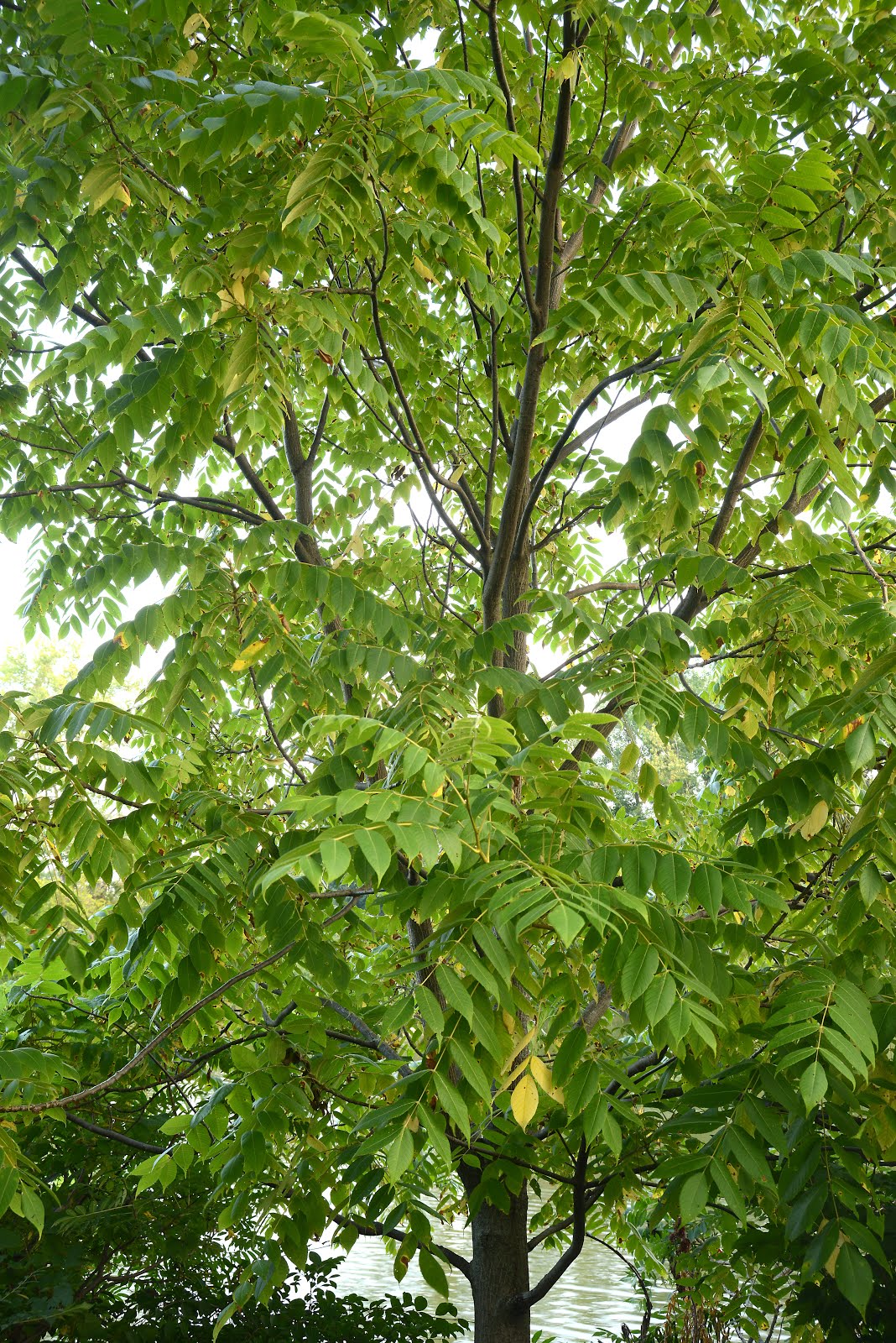 Indiana Plant A Day: Butternut