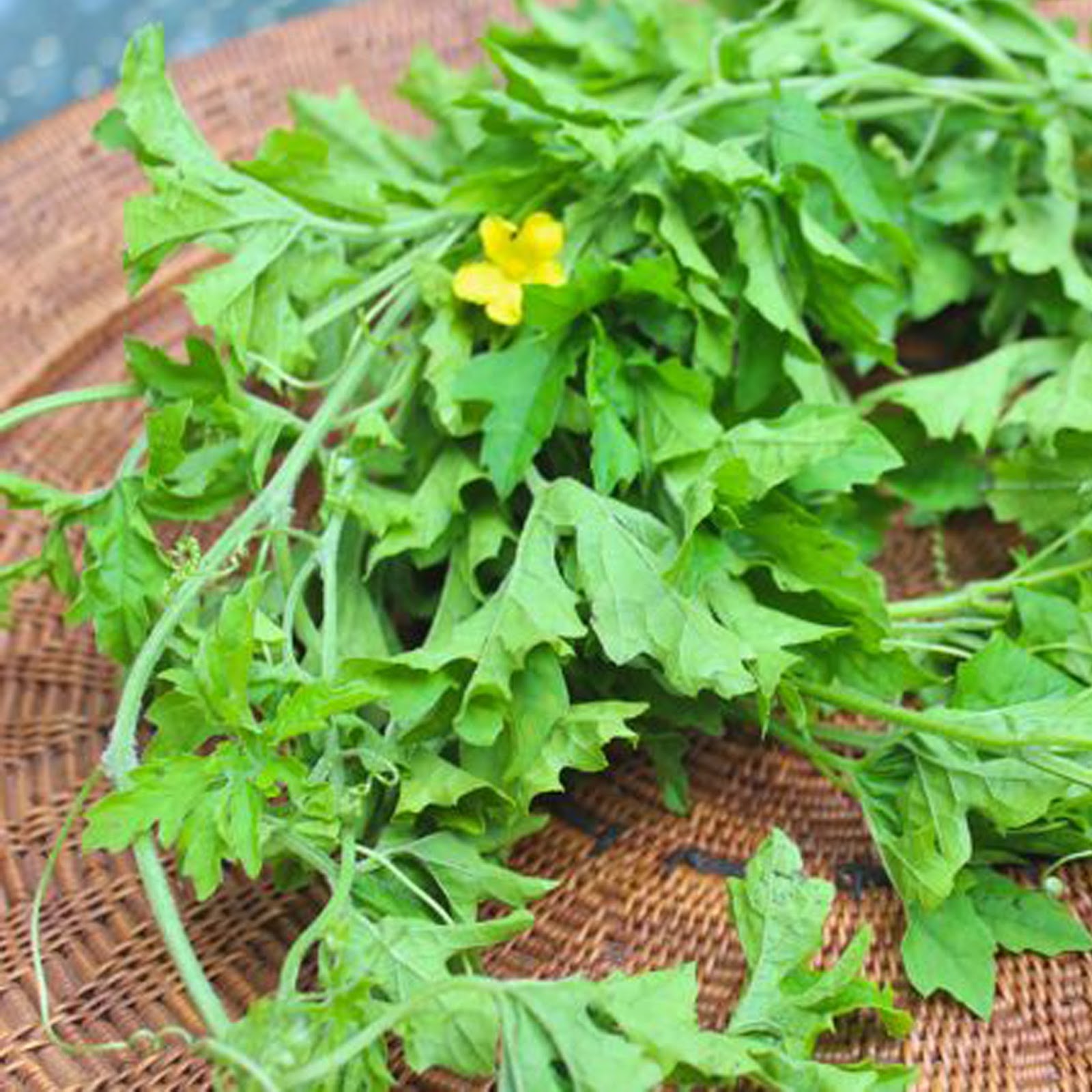 ampalaya plant - philippin news collections