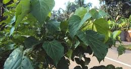 Flora-Hort. all about Horticulture, Floriculture and Landscaping ...