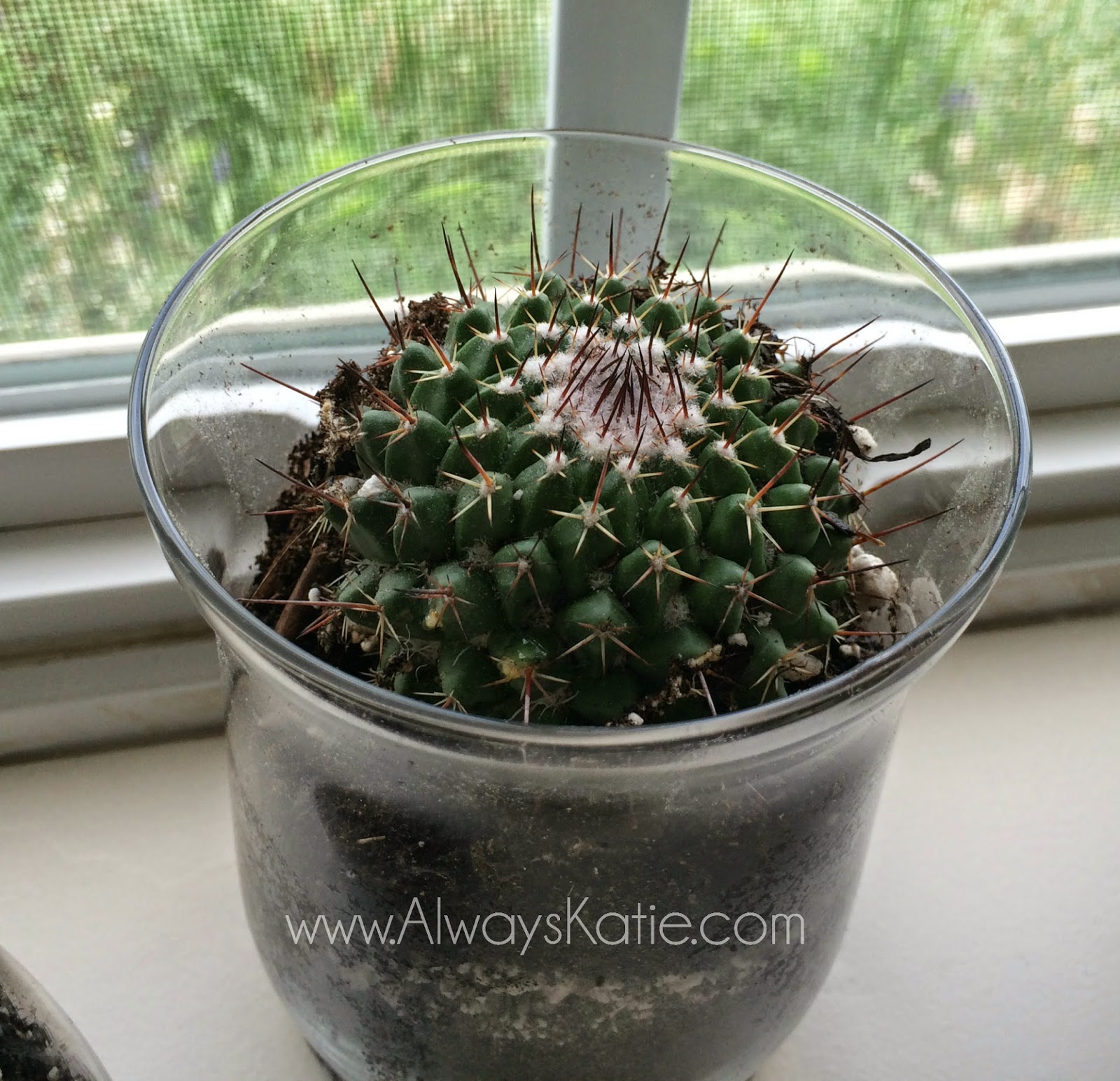 Always, Katie: Home Sweet Home: Succulent Window Garden