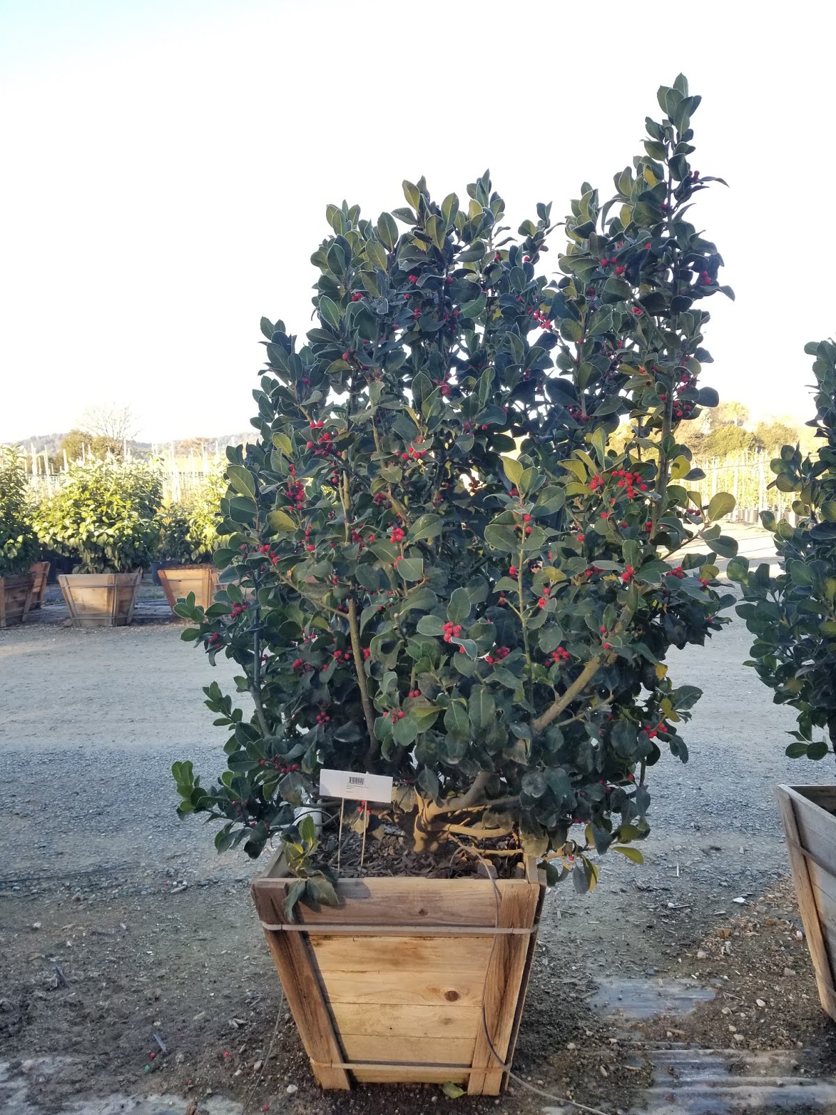 Plant Images and Relevant Information from John at WTN