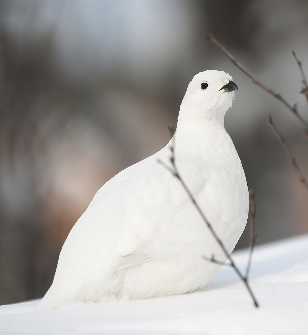 Robin Jenssen/NN: HVITE RYPER