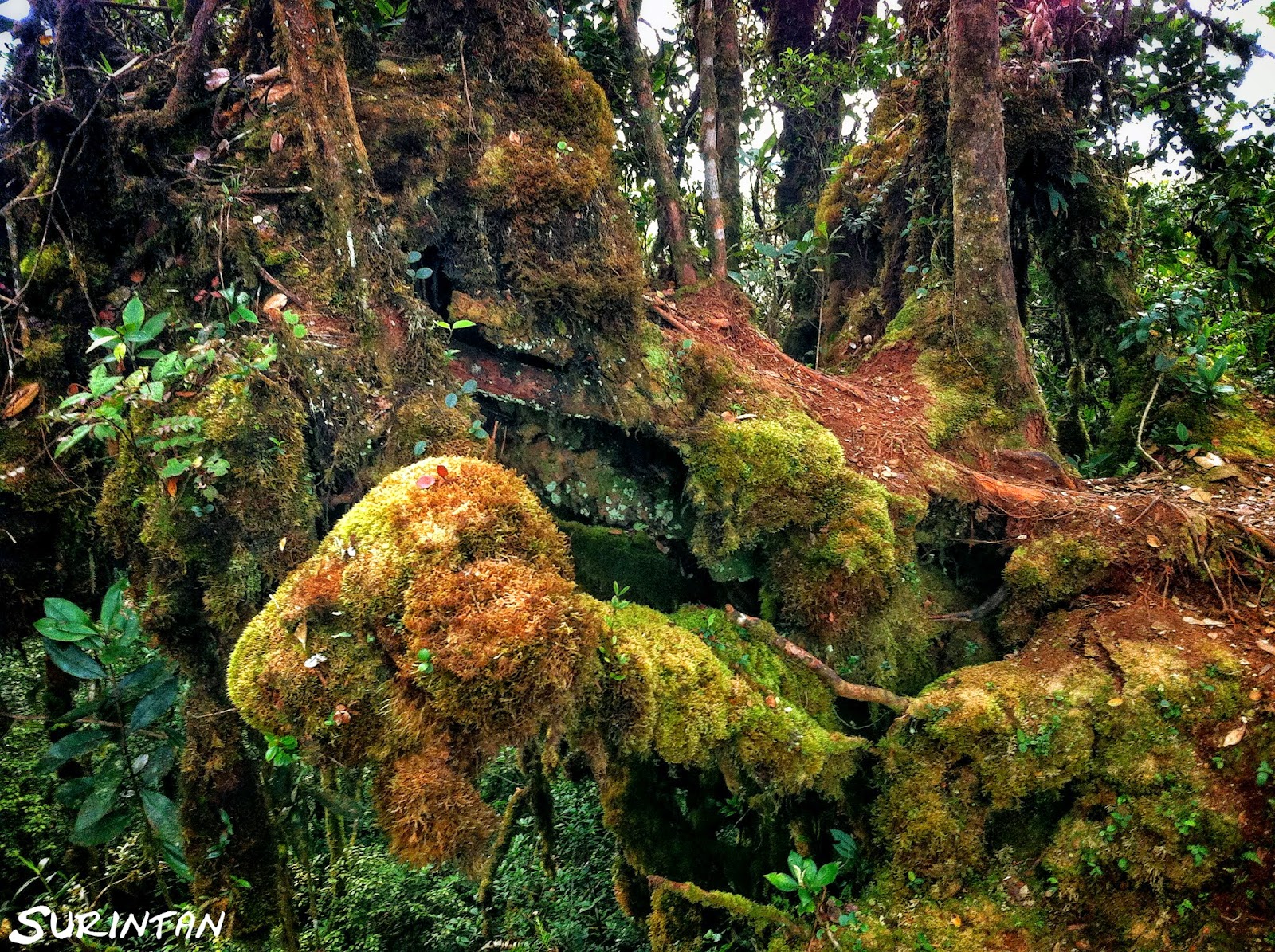 Surintan iPhone Photography