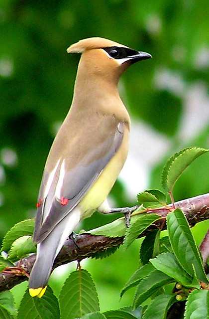 Bird Photos and Information