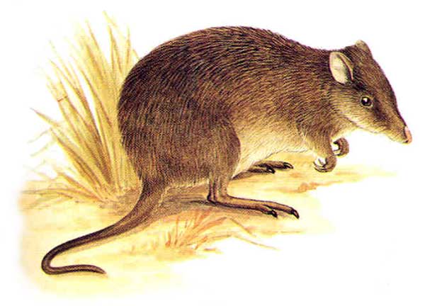 Universo Animal: ¿Qué es el canguro rata?