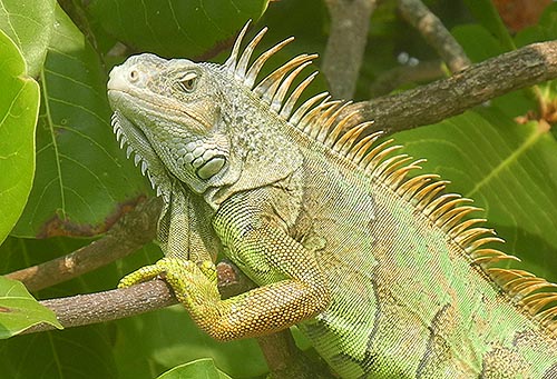 My Roatan - Adventures in Creating Nirvana: green iguana