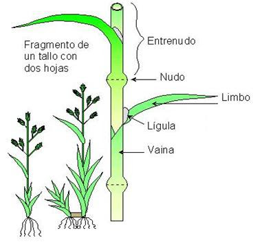 MAIZ: PARTES DEL MAÍZ