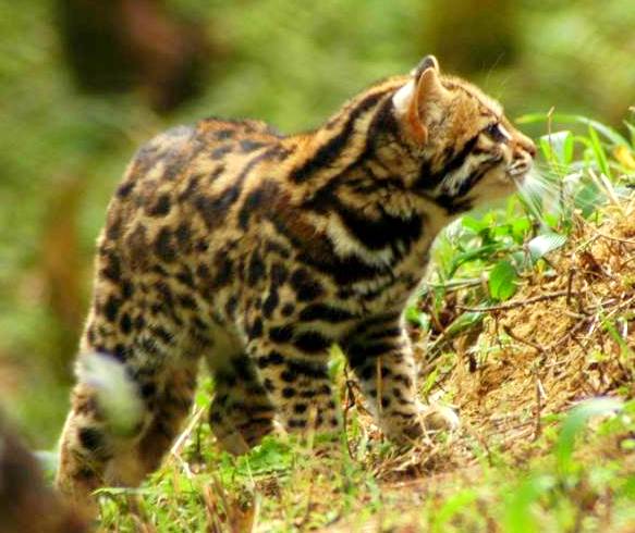 The Andean mountain cat is a small wild cat native to the high Andes ...