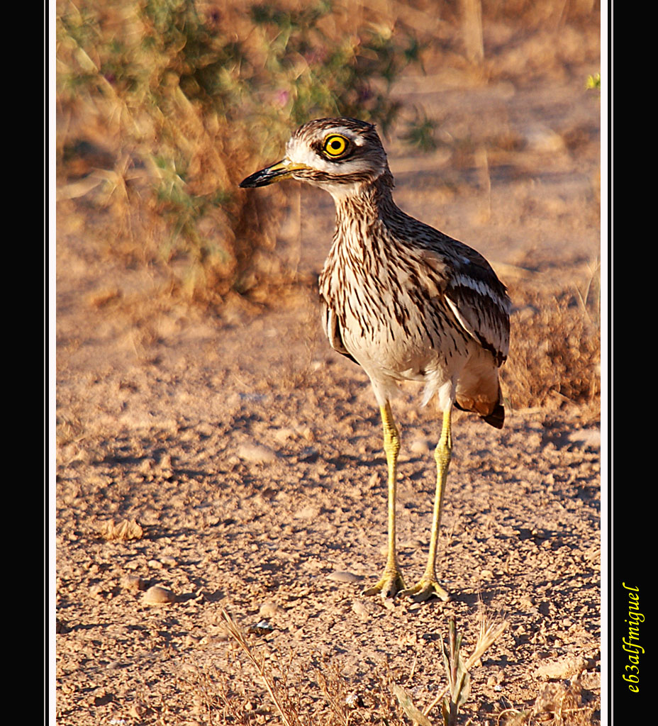 MIS AMIGAS LAS AVES: Alcaraván común (Burhinus oedicnemus)