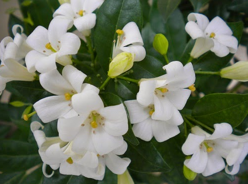 tokobungakarangan: Manfaat Bunga Kemuning untuk Pengobatan Tradisional