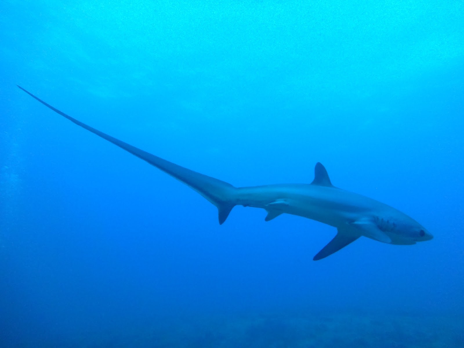 annemieduiktonderinazie: Malapascua: Monad Shoal