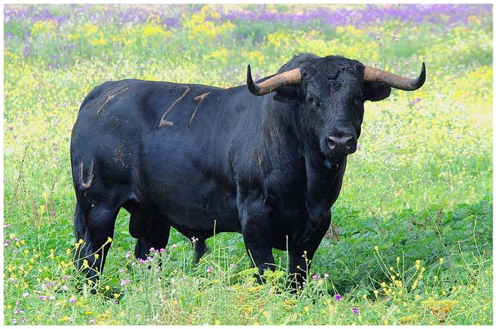 Plataforma Taurina del Perú: TOROS Y BUEYES