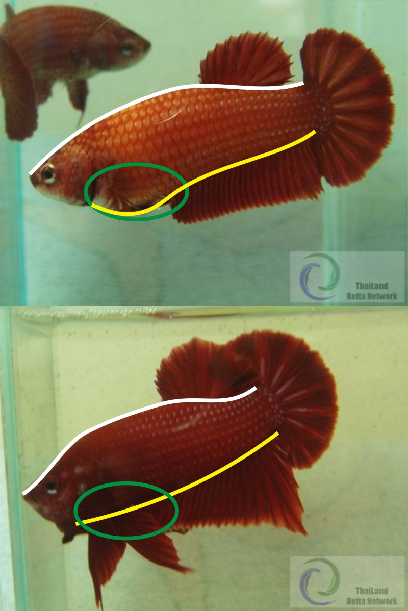 Mr. Betta Mexico: Hablemos de Aletas