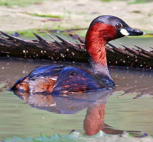 Little grebe photos | Birds of India | Bird World