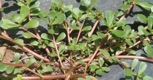 Ternakan Dan Pertanian: Pokok Ulam Gelang