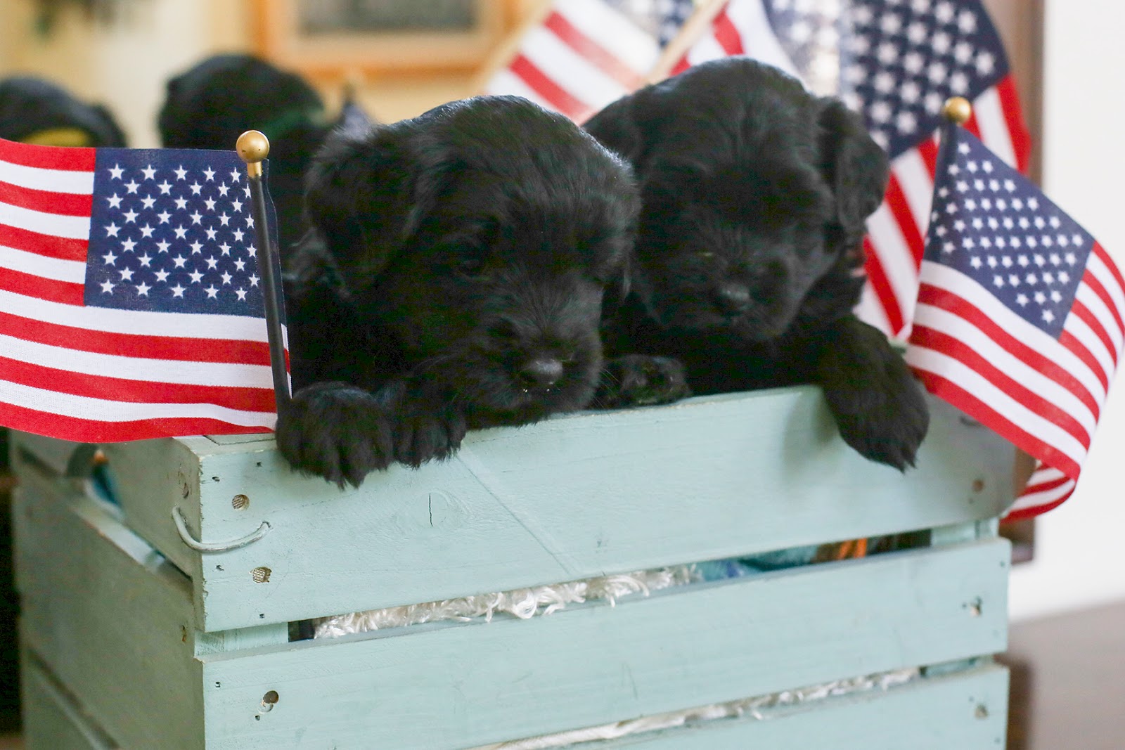 Faithful Doodles: Kiya & Maverick's 4 Week Old Australian Multi-Gen ...