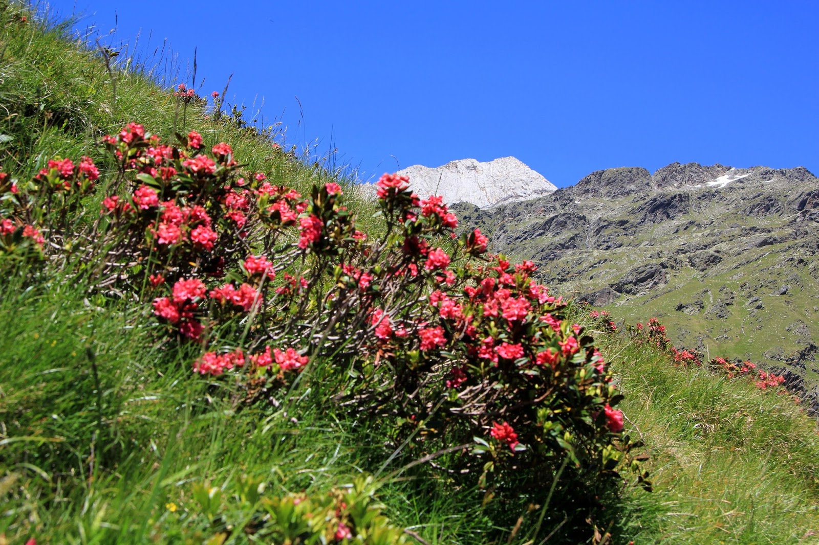 Wasserfall Blog: Die Alpenrose