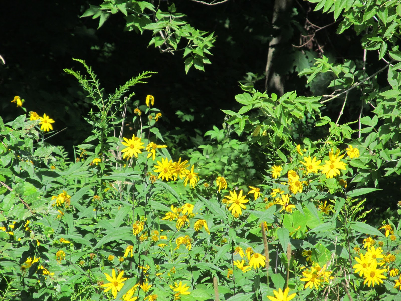 Pets and other Critters: Almost Springed