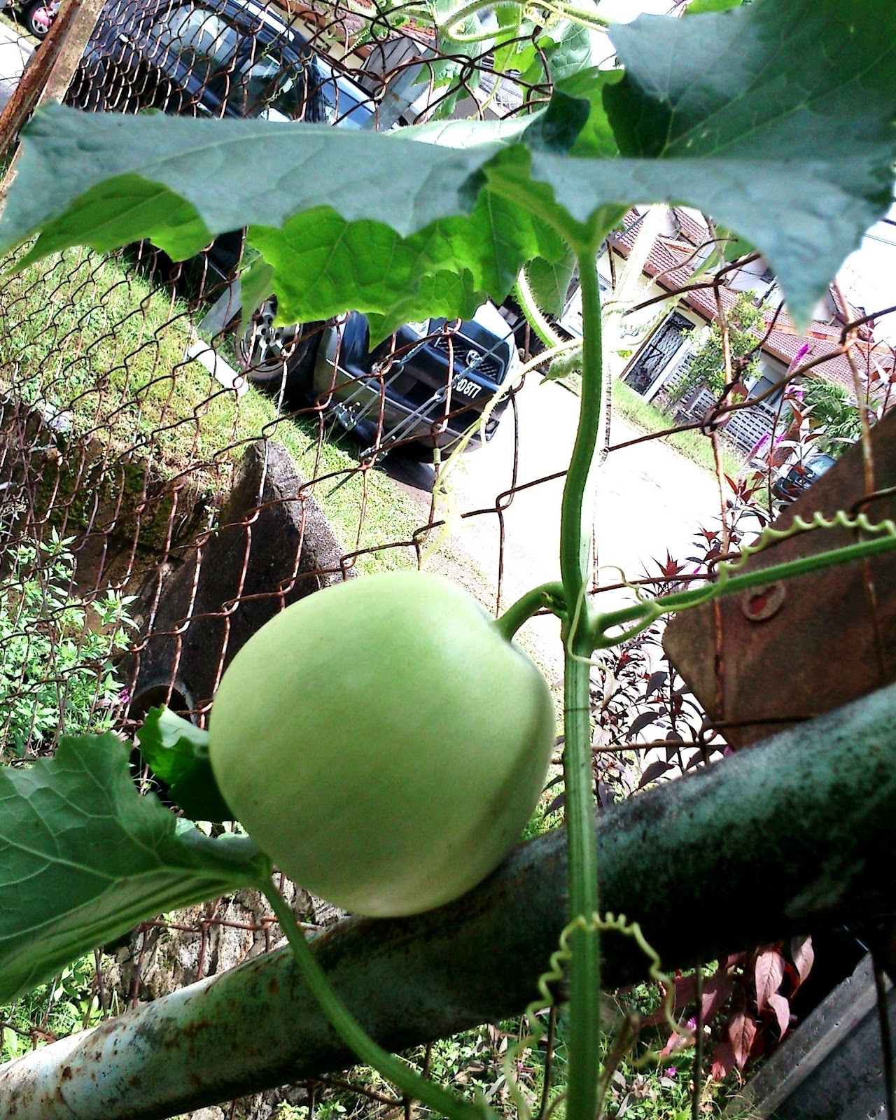 Semanis Epal Hijau..***: Labu Air