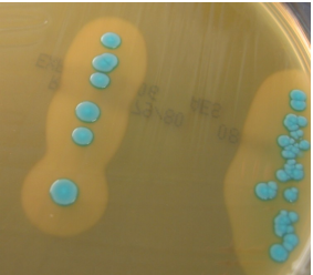 Food Microbiologee: August 2012