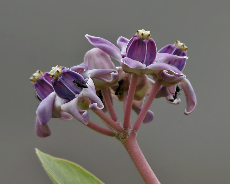 Herbal plants of Sri Lanka: Wara, Vara (Calotropis procer (crown flower)