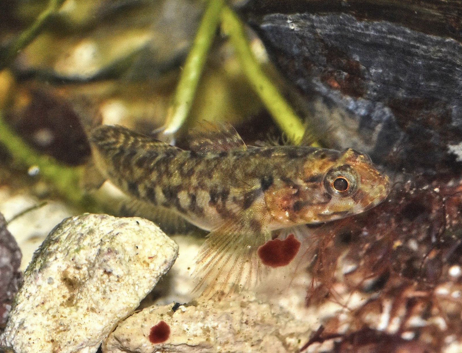 British Seashore & Rock Pool Life: Rock Goby, Gobius paganellus