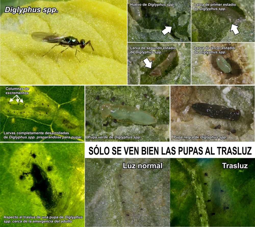 Homo agricola: Minadores, diglyphus y spinosad