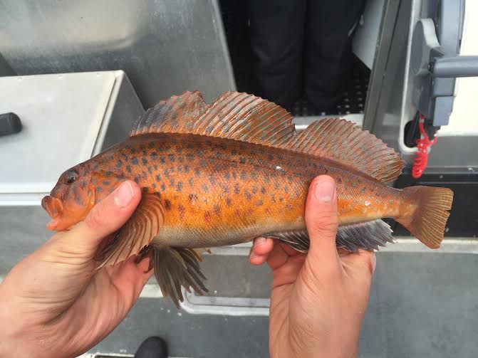 Pacific Northwest Saltwater Fish: A Spooled Fish Profile