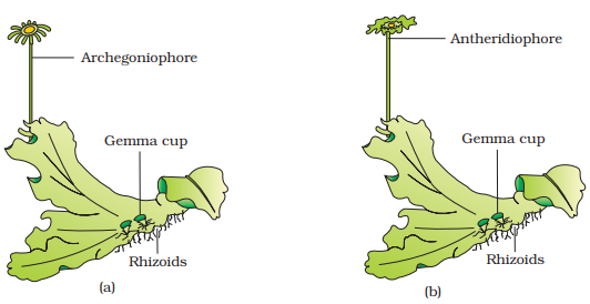Classification and Structure of Marchantia | Escience zone